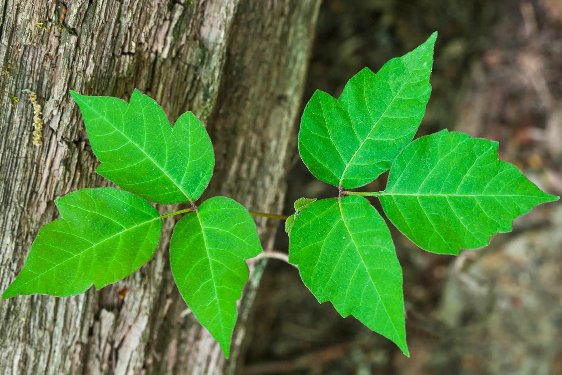 Poison Ivy Oak And Sumac Pictures Of Rashes Plants